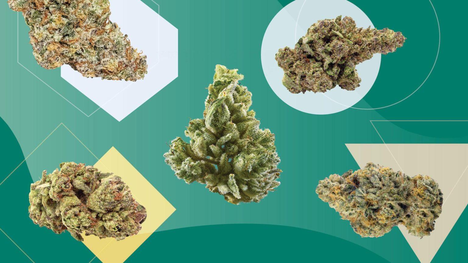 7 Must Try Cannabis Strains in 2024 - Pink Joint